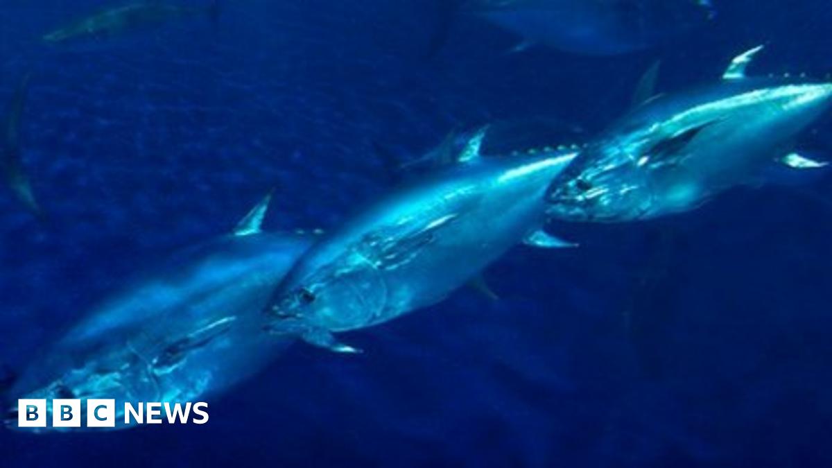 Bluefin tuna record Fukushima radioactivity - BBC News