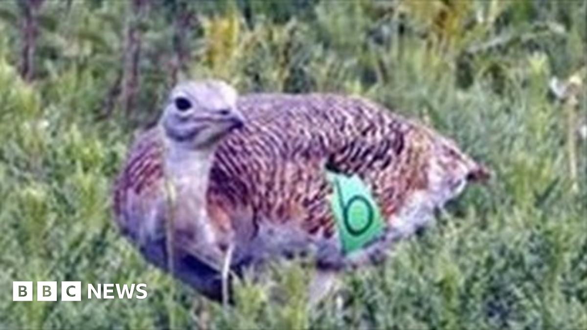 Great bustard eggs from Russia to be flown to Wiltshire - BBC News