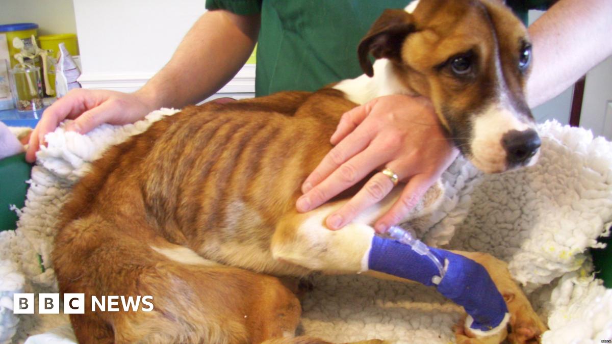 Emaciated dog abandoned in lay-by on A370 at Hewish starting recovery ...