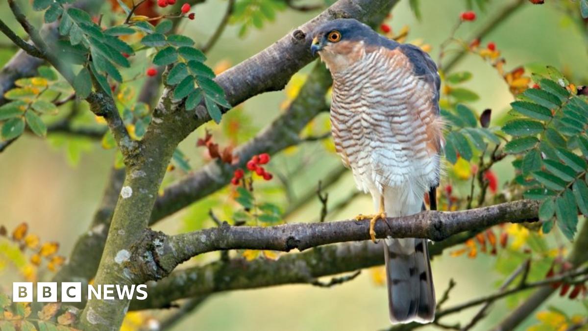Edinburgh's Botanic Garden streams intimate life of birds - BBC News