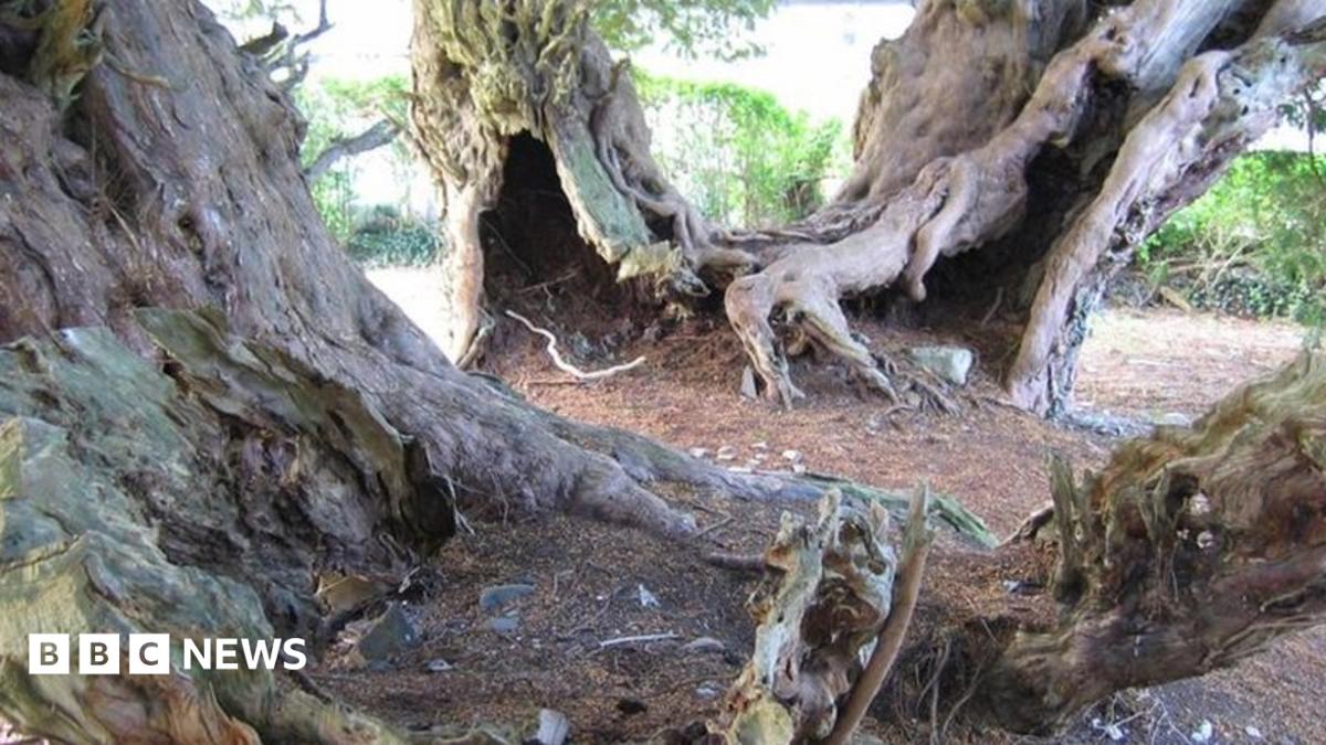 Ancient Welsh trees need more protection, says Coed Cadw - BBC News