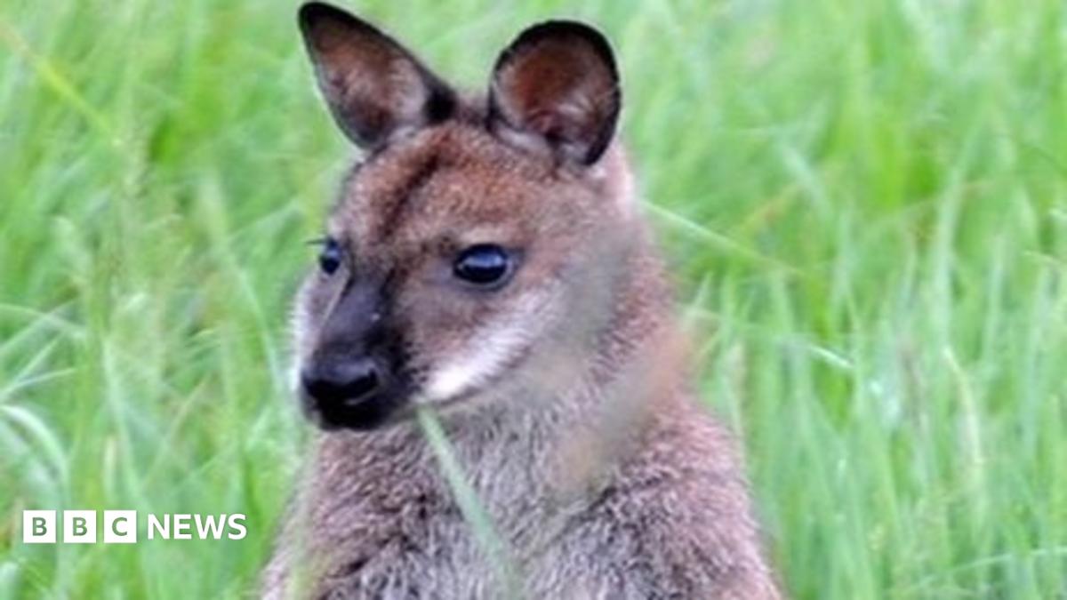 'Wallaby' on loose in Dungannon - BBC News