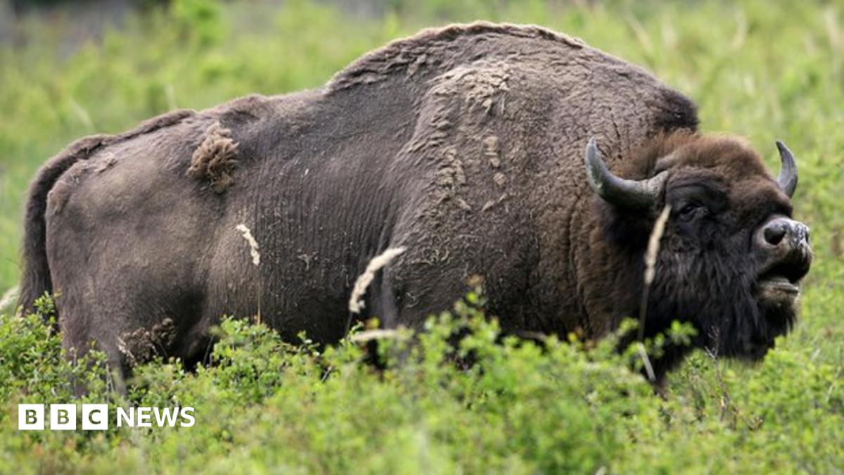 Denmark's Bornholm island gets rare bison from Poland - BBC News