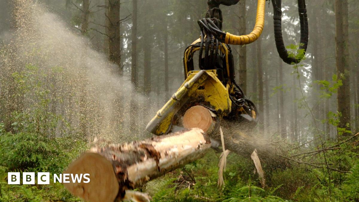 Scottish timber harvesting at record high - BBC News