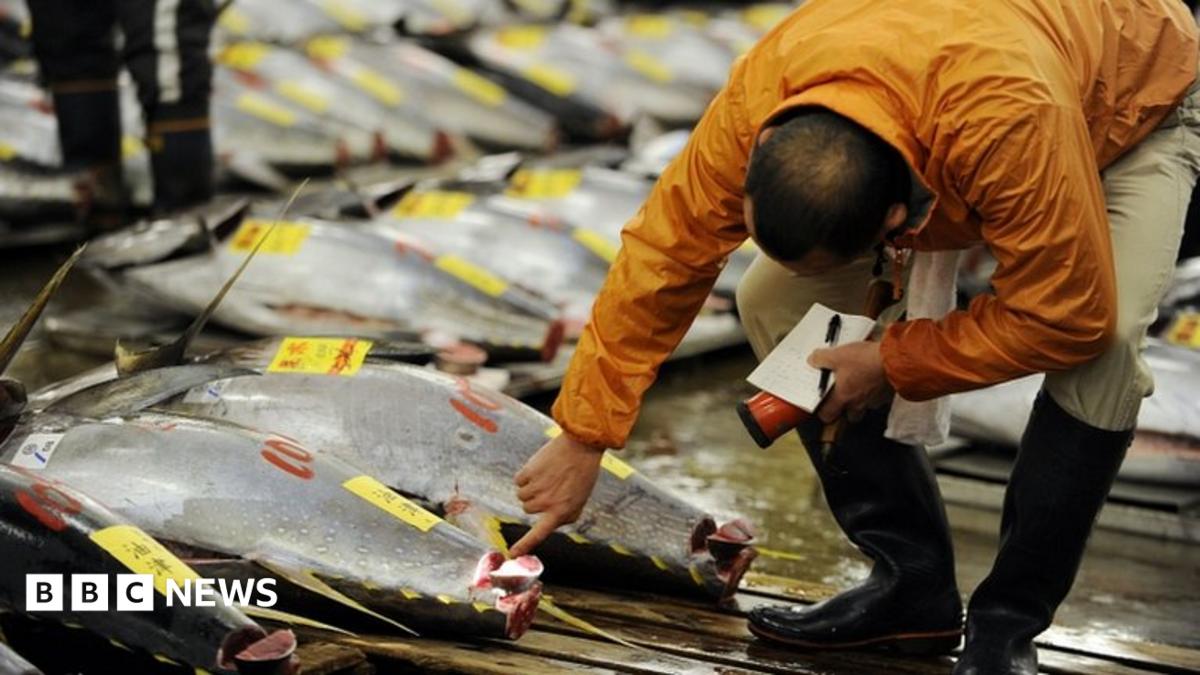 Shortages: Fish on the slide - BBC News