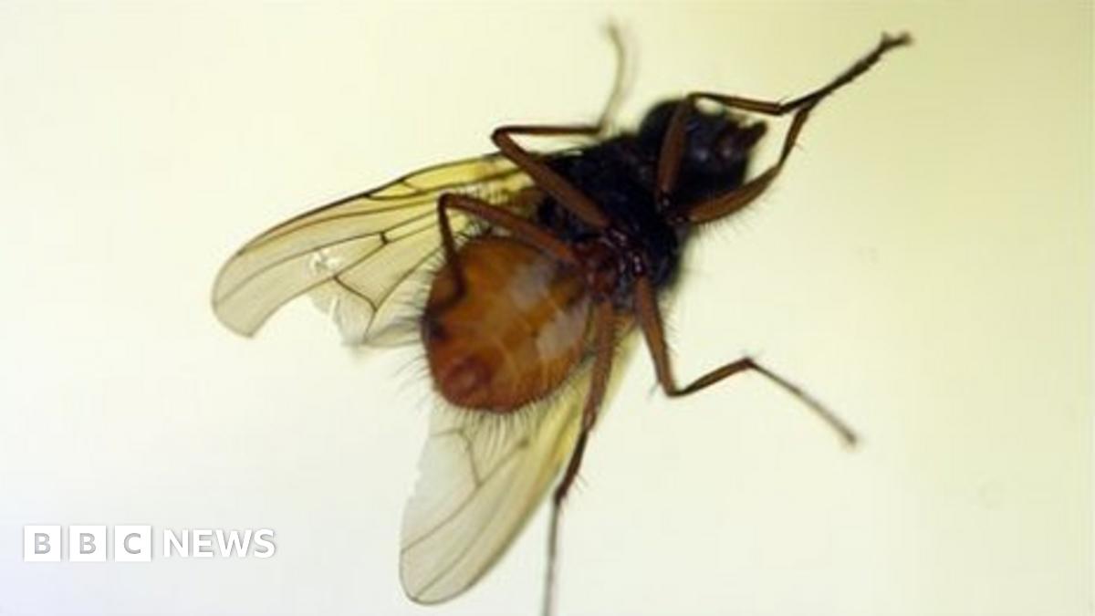 Blandford fly blamed for high level of allergic reactions - BBC News