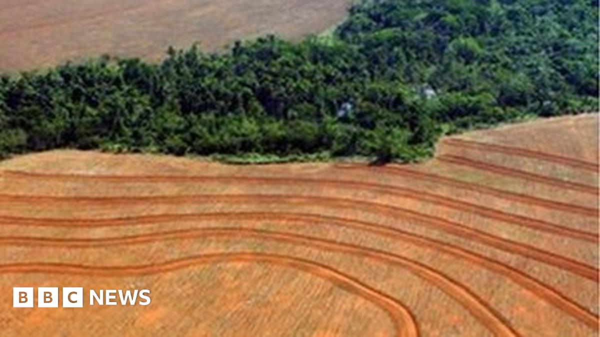 Global alliance aims to tackle forest crime - BBC News