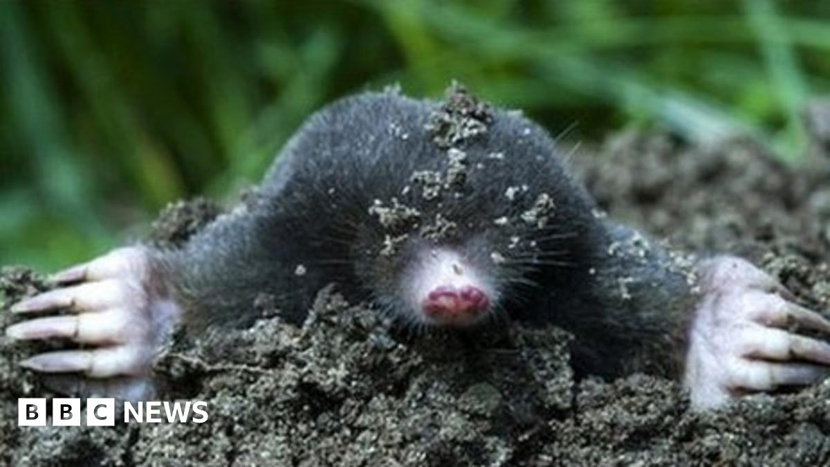 Menthol oil test to deter Penrhyn Castle moles from destroying lawns ...