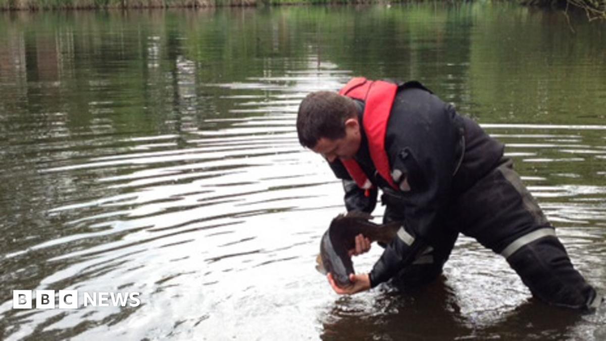 Fish returned to Madeley Pool in Staffordshire - BBC News