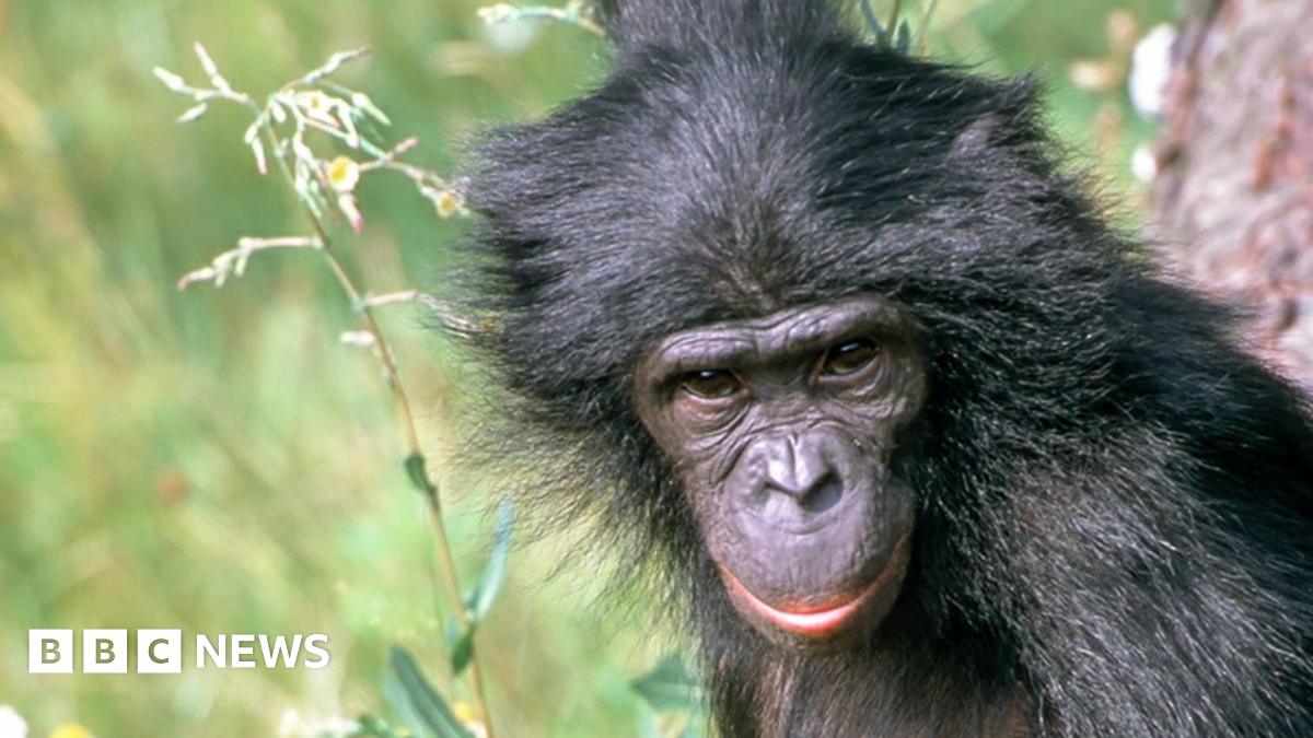 Bonobo's genetic code laid bare - BBC News
