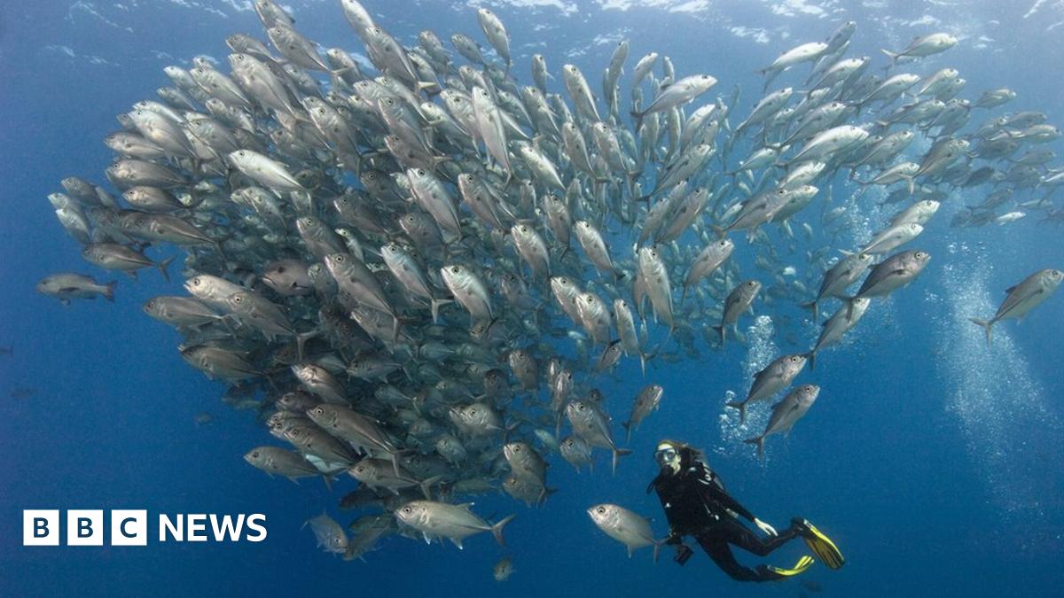 Governments make 'pitiful' progress on oceans - BBC News
