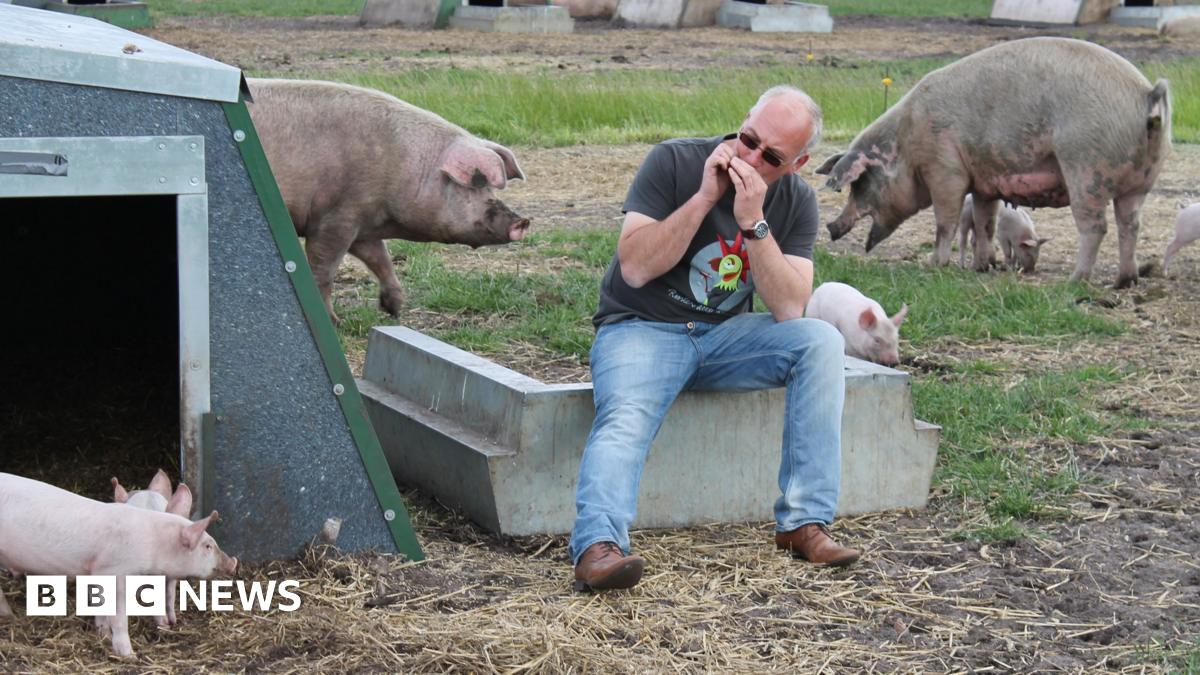 Suffolk pig farmer provides live music for animals - BBC News