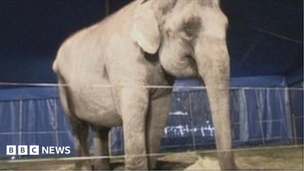 Elephant abuse trial: Circus owner Bobby Roberts's 'disgust' at attack ...