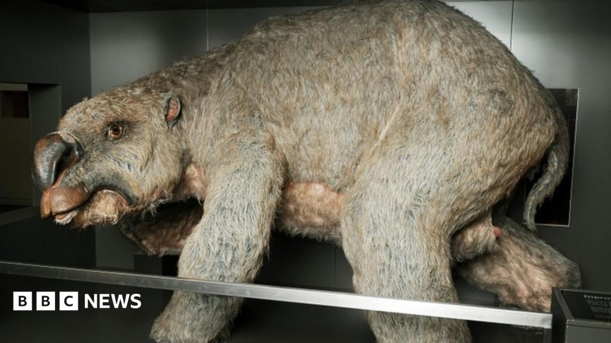 'Giant wombat' grave found in Queensland, Australia - BBC News