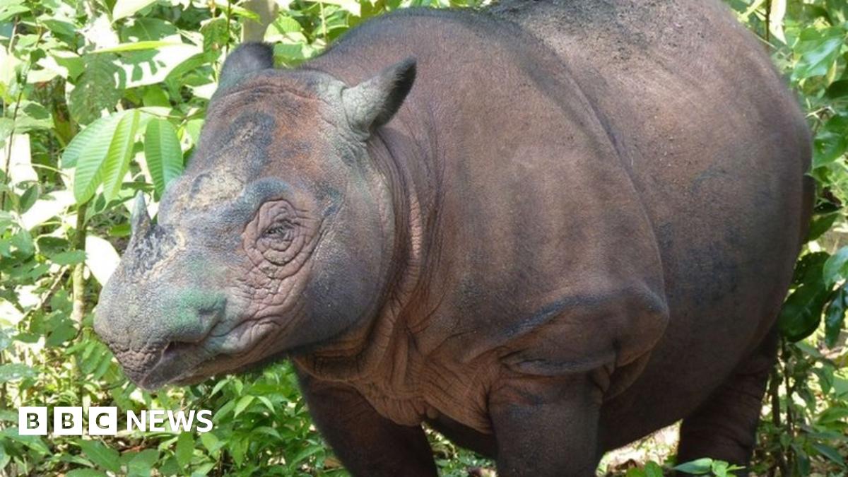 Endangered Sumatran rhinoceros born in captivity - BBC News