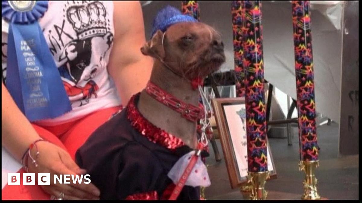 Mugly wins World's Ugliest Dog contest in California - BBC News