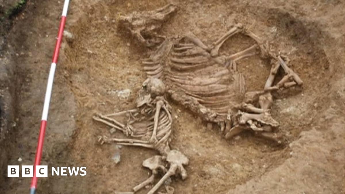 Cow and woman found in Cambridgeshire Anglo-Saxon dig - BBC News