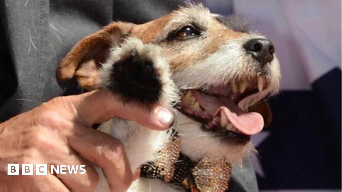 Artist dog Uggie marks retirement in paw print ceremony - BBC News