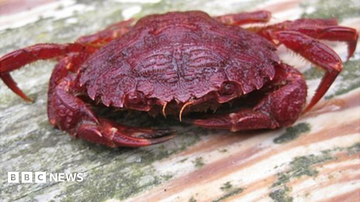 Rare maerl crab found in Cornwall - BBC News