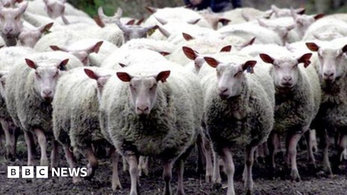 Hundreds of sheep 'crushed' under speeding India train - BBC News