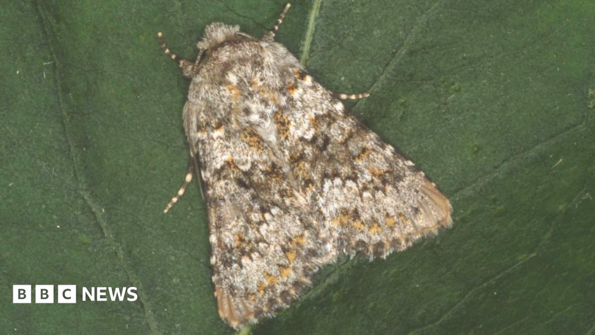 Rare small ranunculus moth spotted in Nottinghamshire - BBC News