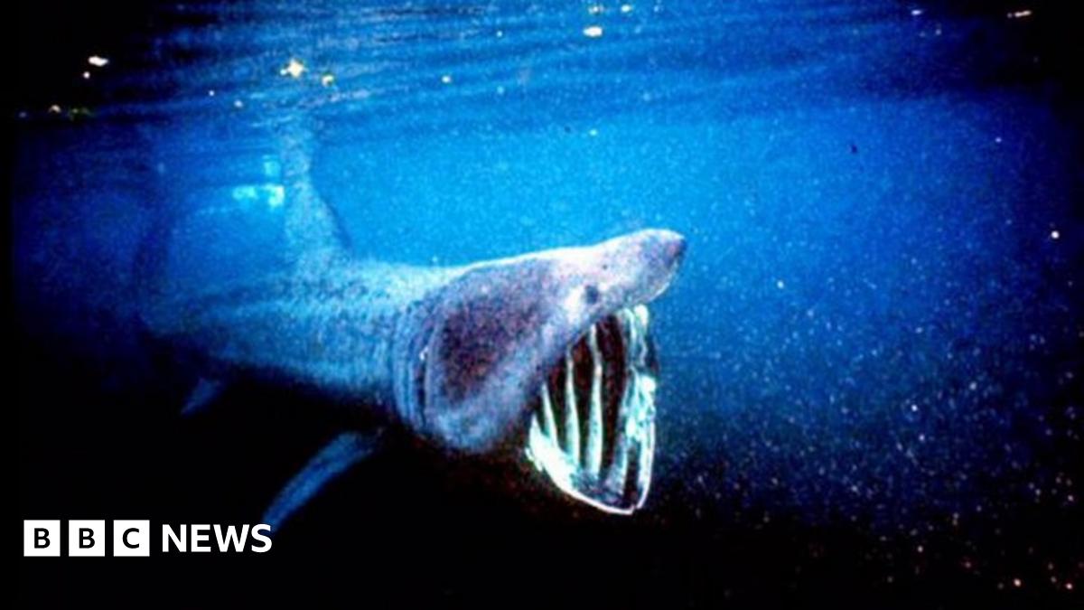 More basking sharks spotted off Cornwall - BBC News