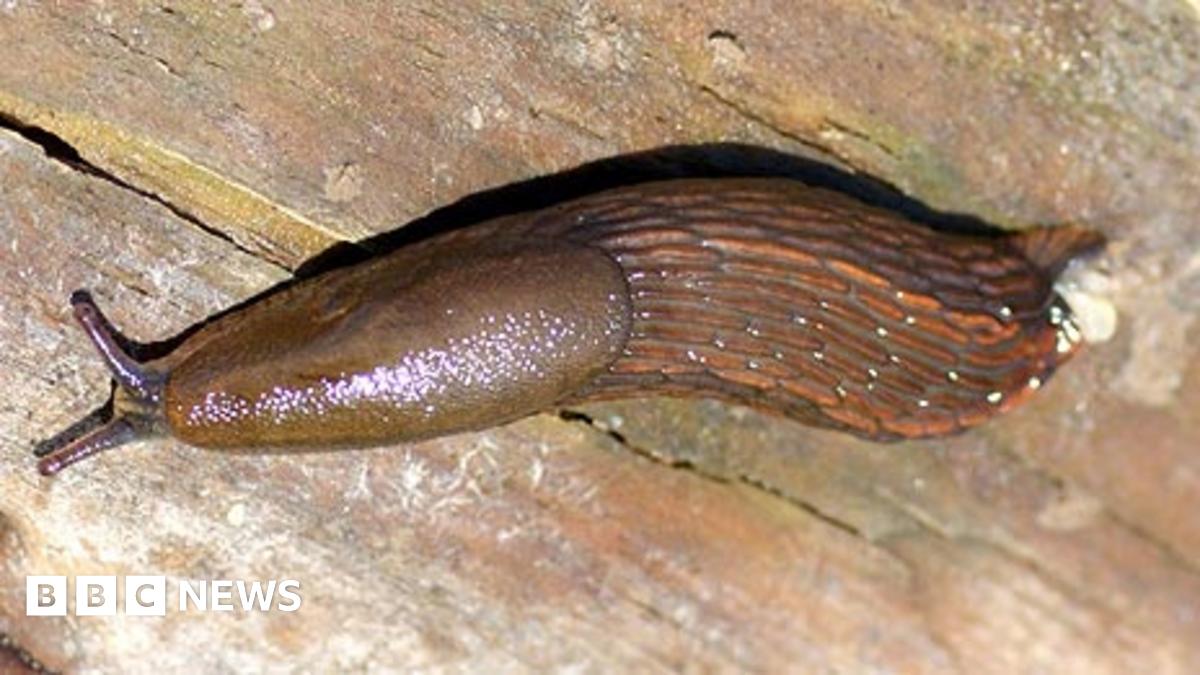Who, What, Why: Are British slugs under threat? - BBC News