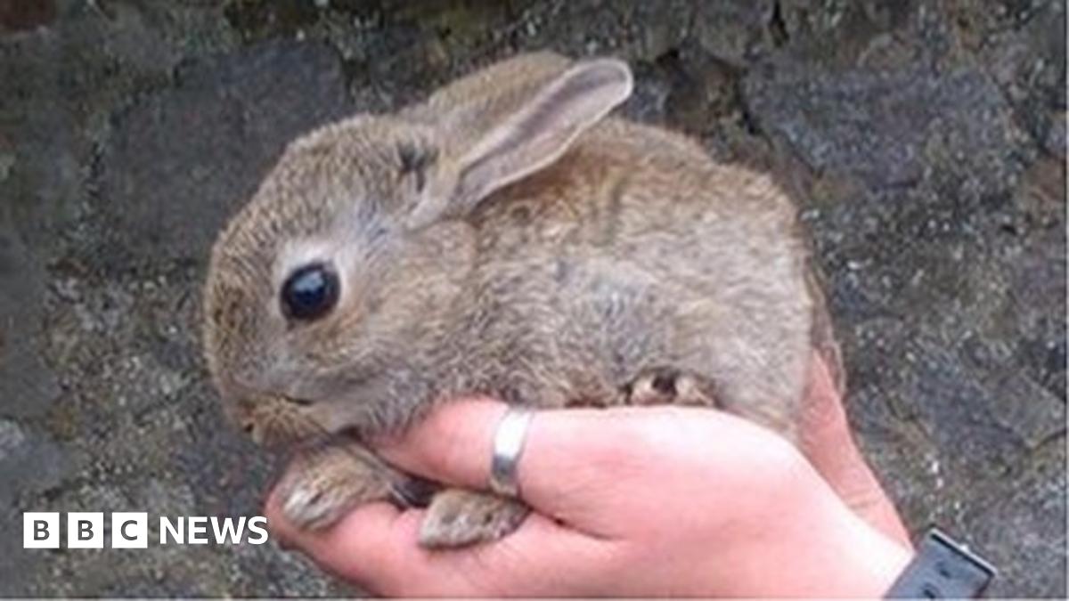 Wild rabbit rescued from a car engine in Aberdeen - BBC News