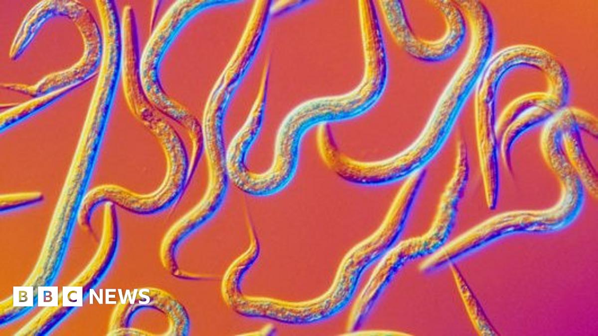 Worm lifetime 'longer in space' - BBC News