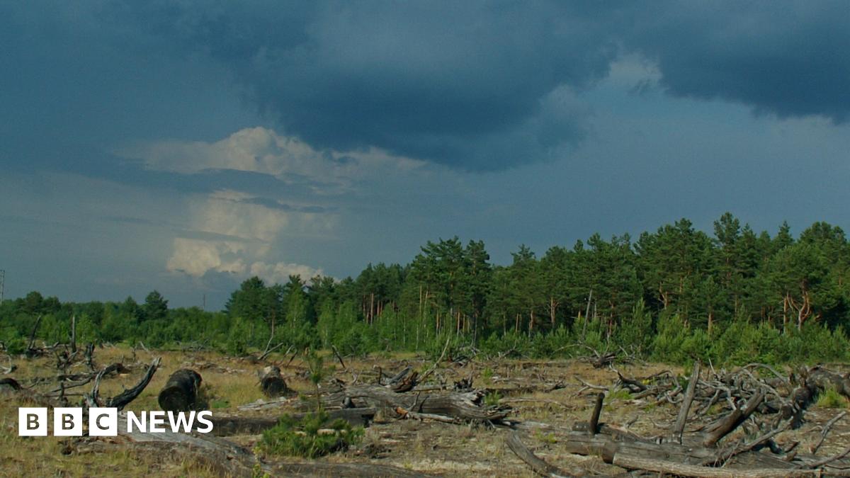 Chernobyl's radioactive trees and the forest fire risk - BBC News
