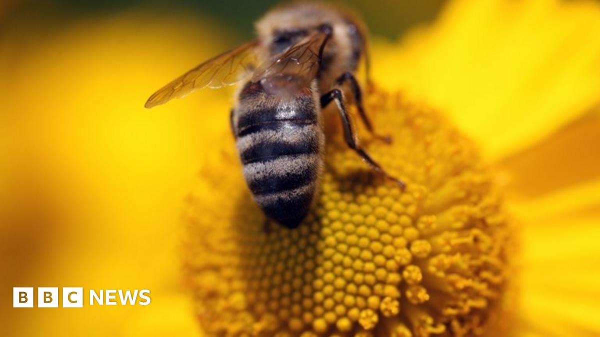 First Scottish bee health survey gets under way - BBC News