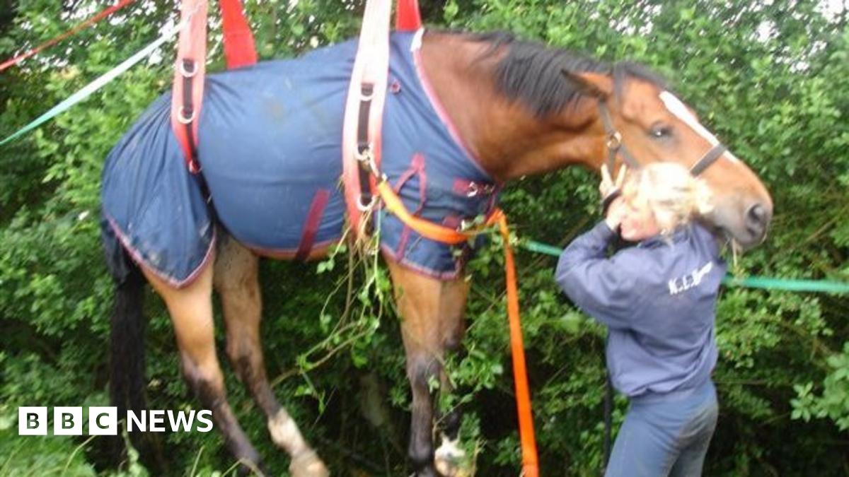 New Gloucestershire Fire and Rescue Service team saves horses - BBC News