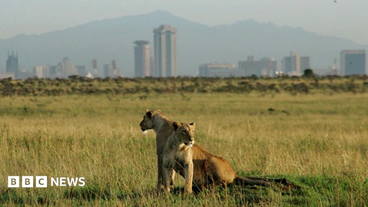 Kenyans and lions vie for territory - BBC News