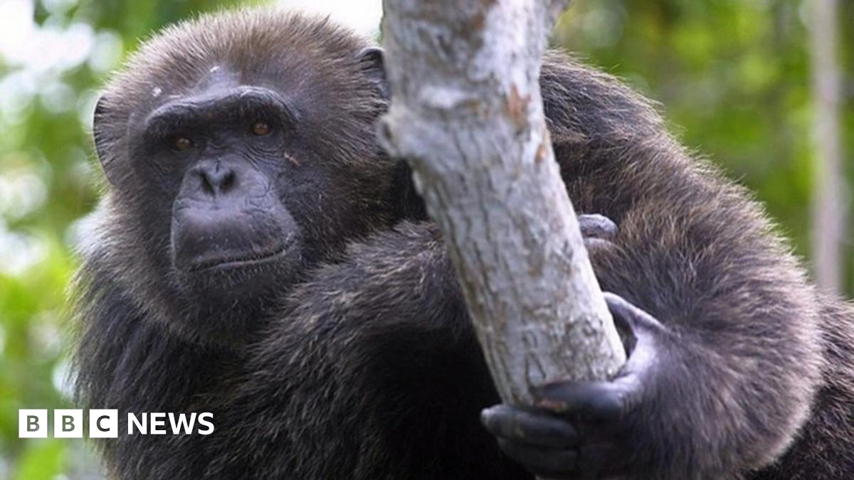 Chimp stuck up a chimney? Do not call the fire brigade - BBC News