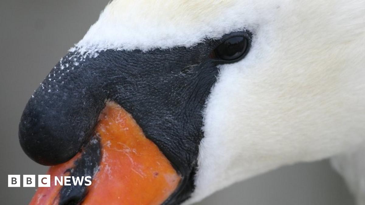 Cardiff swan deaths blamed on 'disease' - BBC News