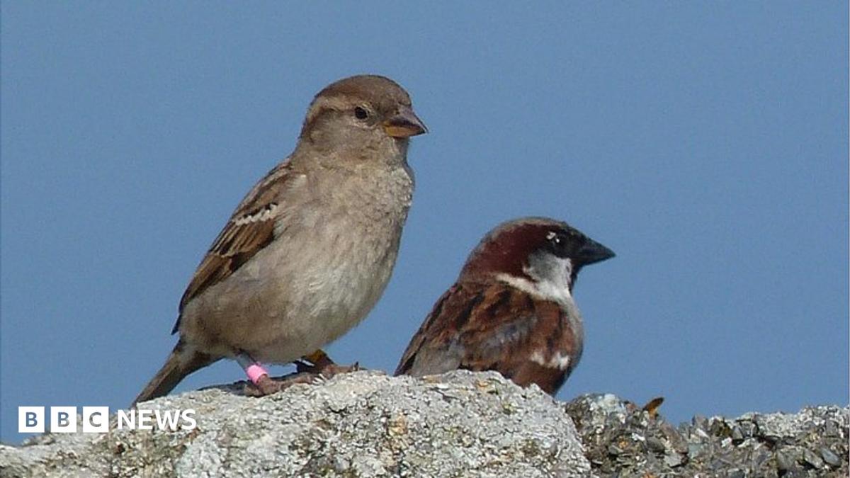 Urban noise 'killing baby house sparrows' - BBC News