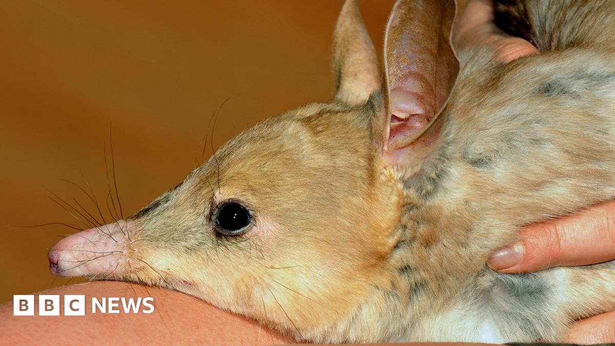 Australia declares Tanami 'largest' conservation zone - BBC News