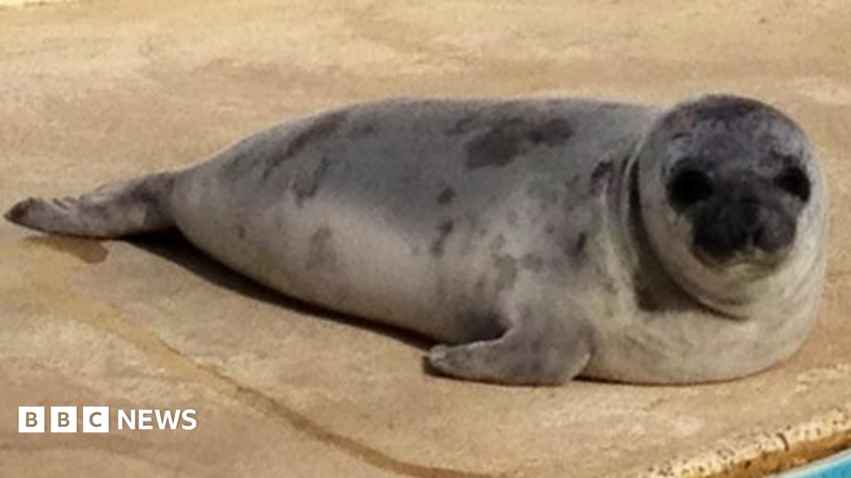 Lost seal to remain at Skegness seal sanctuary - BBC News