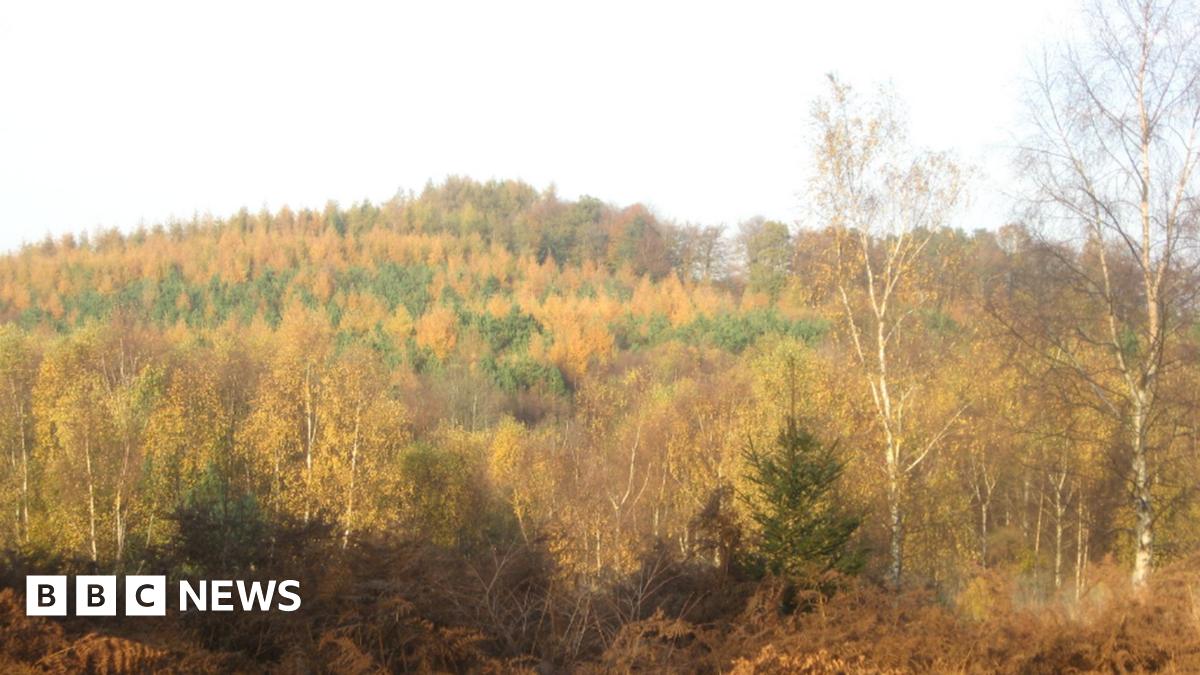Forest of Dean trees to be felled over disease fears - BBC News