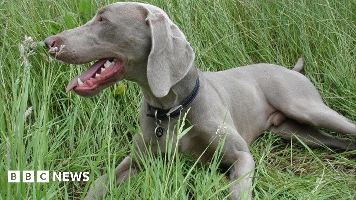 Dog attack postman undergoes hand surgery - BBC News