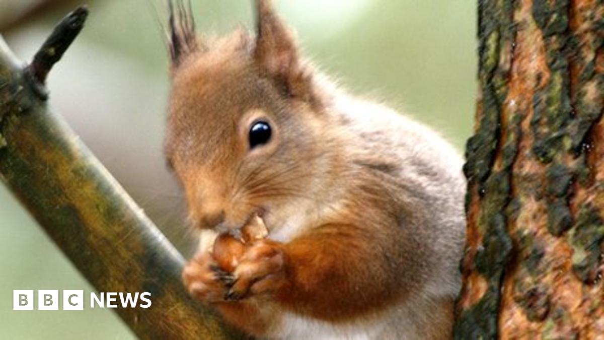 Sefton red squirrels recover from pox 'nose dive' - BBC News