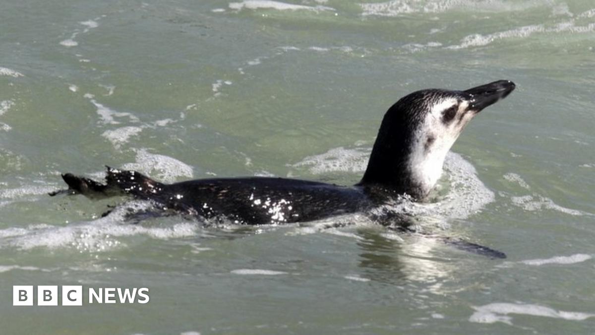 Brazil biologists investigate penguin deaths - BBC News