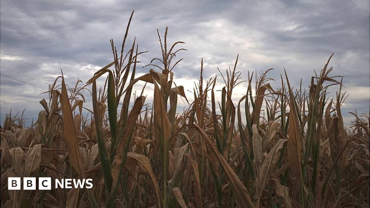 Worst US drought since 1956 hits residents and crops - BBC News
