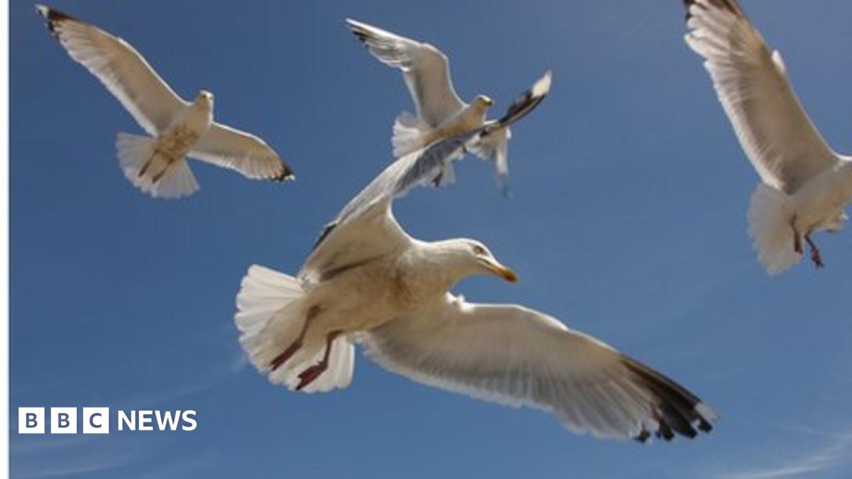 Carlisle traders seek seagull problem solution - BBC News
