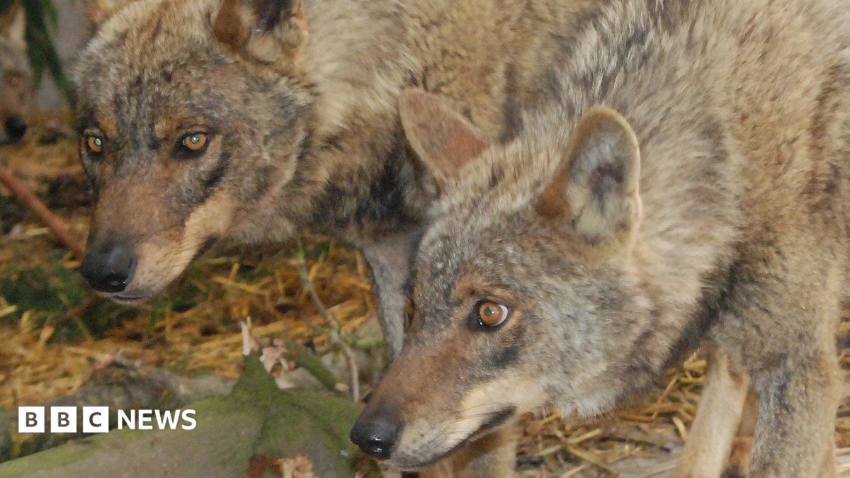 Blackpool Zoo welcomes pack of Iberian wolves - BBC News