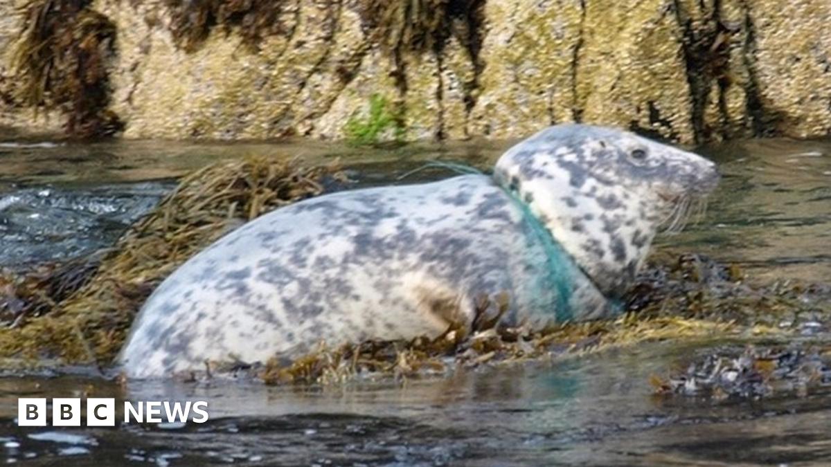 Grey seal caught in plastic prompts Manx litter warning - BBC News