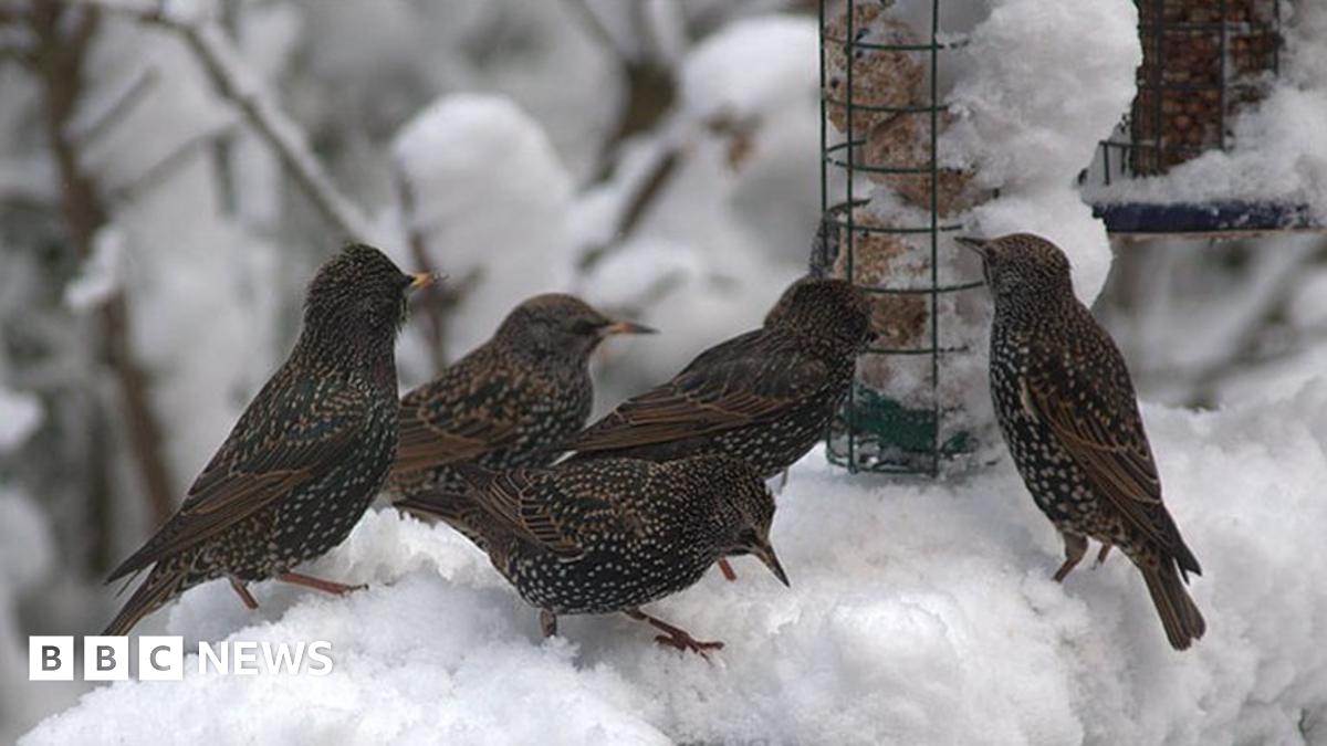RSPB recruits farmers for starlings count - BBC News