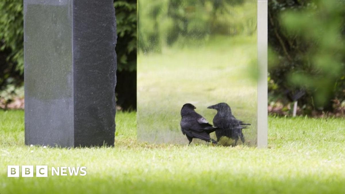 Angry crow attacks Leicester mirror sculpture - BBC News