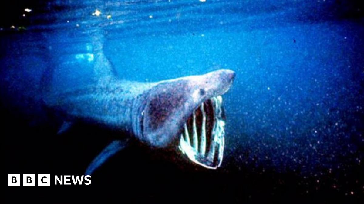 Sharks tagged off Scotland monitored online - BBC News