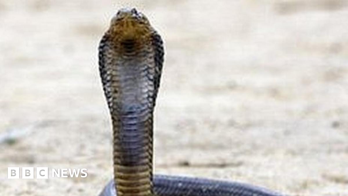 London 2012: What exactly is a Cobra meeting? - BBC News